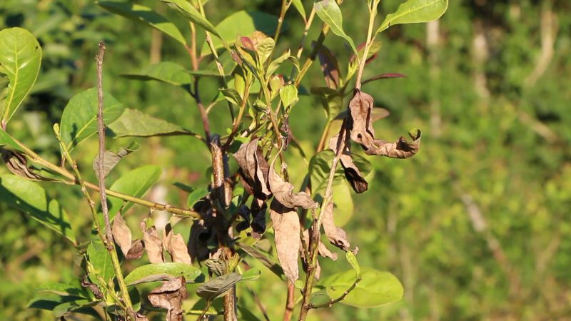 Avances científicos y técnicos en el control del Mal de la Tela en ...
