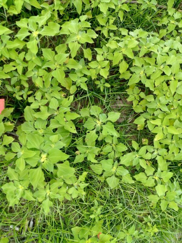 Pasto Cubano, una maleza que llegó a la ciudad | Informe Rural