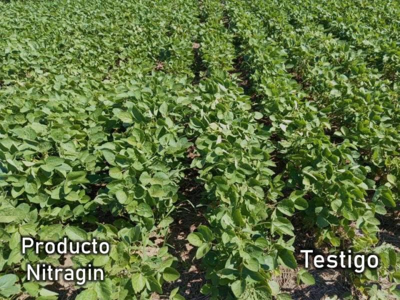 Nitragin lanzará este año un biológico para aprovechar mejor el fósforo ...